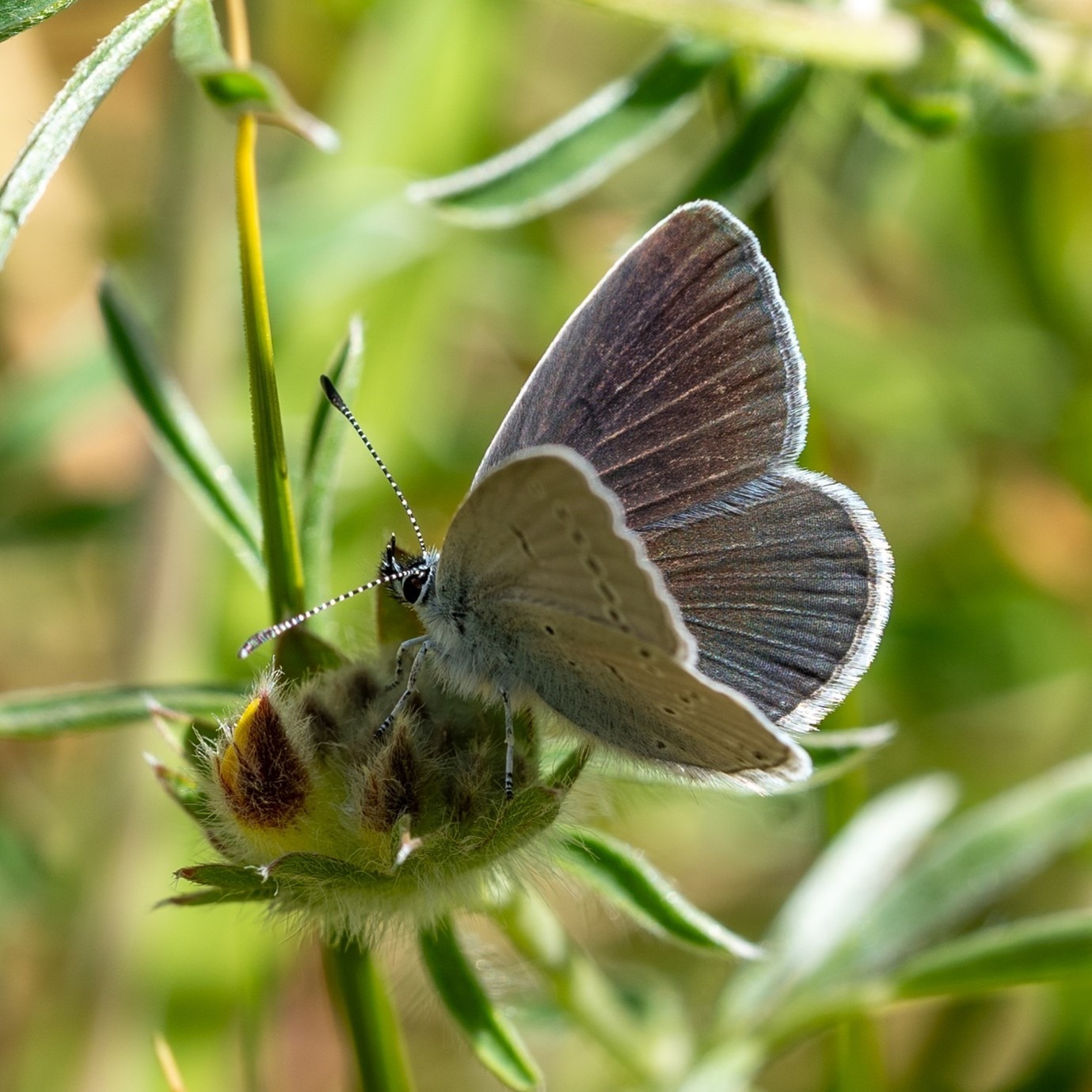 Enhancing biodiversity with the Ministry of Defence | Species On The Edge
