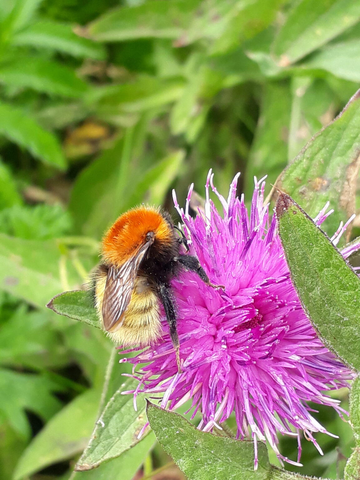 Help bumblebees by going on a BeeWalk! | Species On The Edge