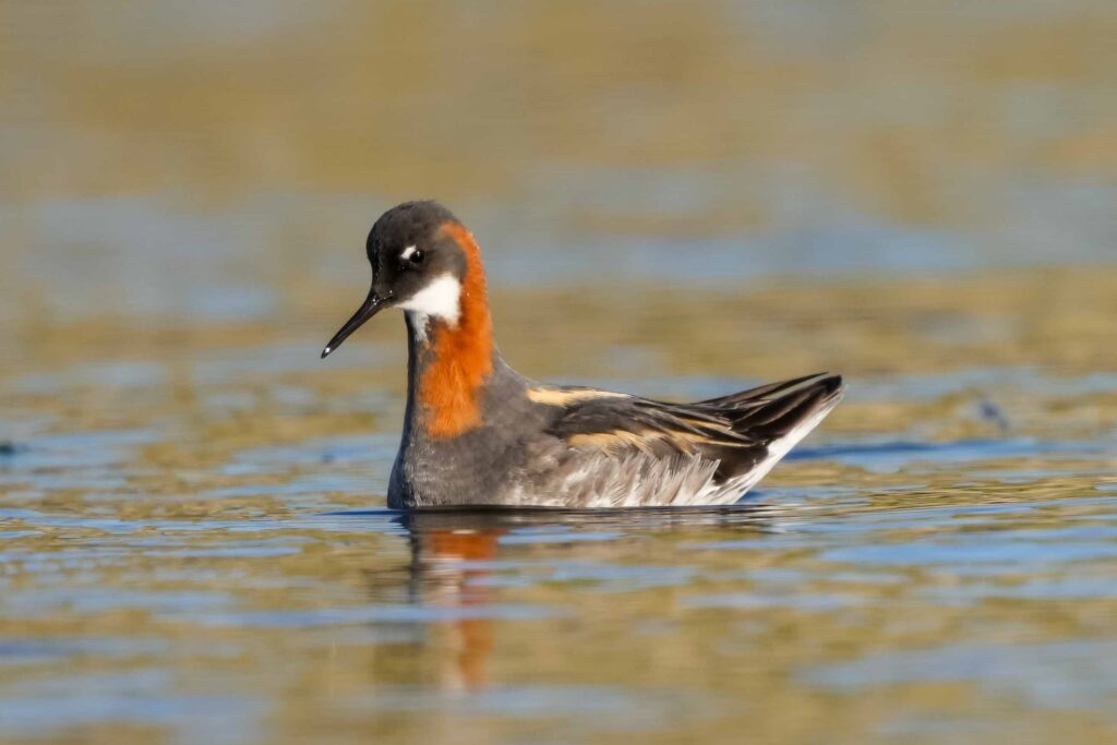 The Outer Hebrides Wildlife Festival 2026 programme is here – boat ...