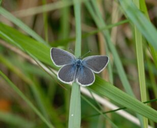 Small blue butterfly | Species On The Edge - Wildlife & Habitat ...