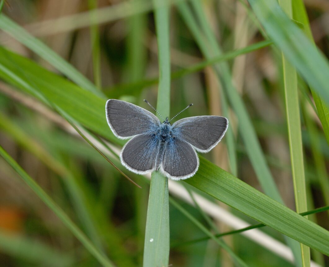Small blue butterfly | Species On The Edge - Wildlife & Habitat ...