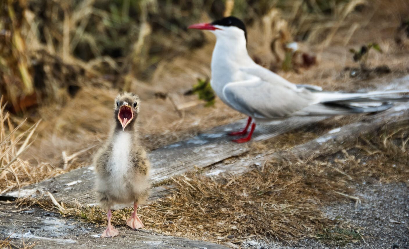 Arctic tern | Species On The Edge - Wildlife & Habitat Conservation