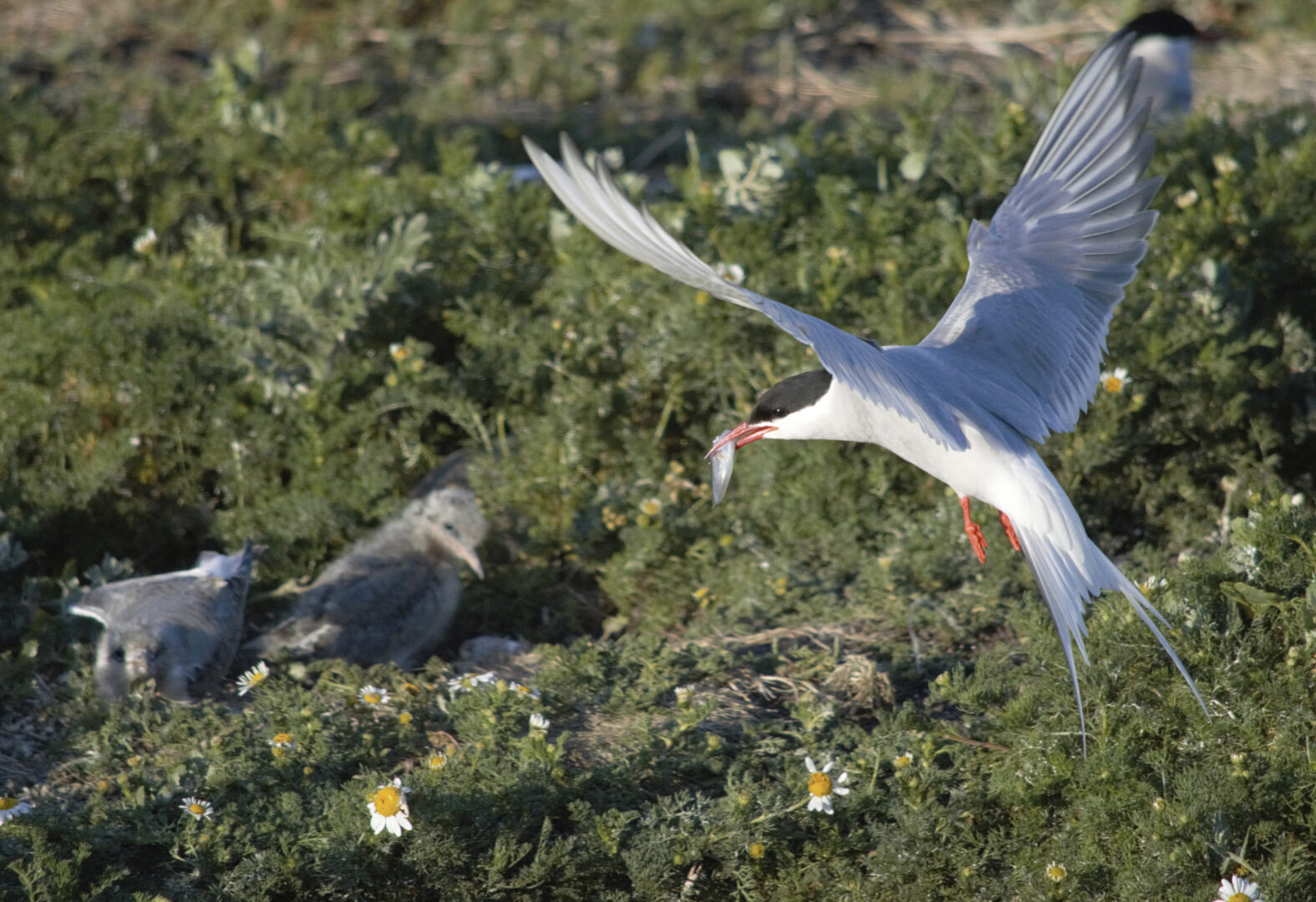 Arctic tern | Species On The Edge - Wildlife & Habitat Conservation