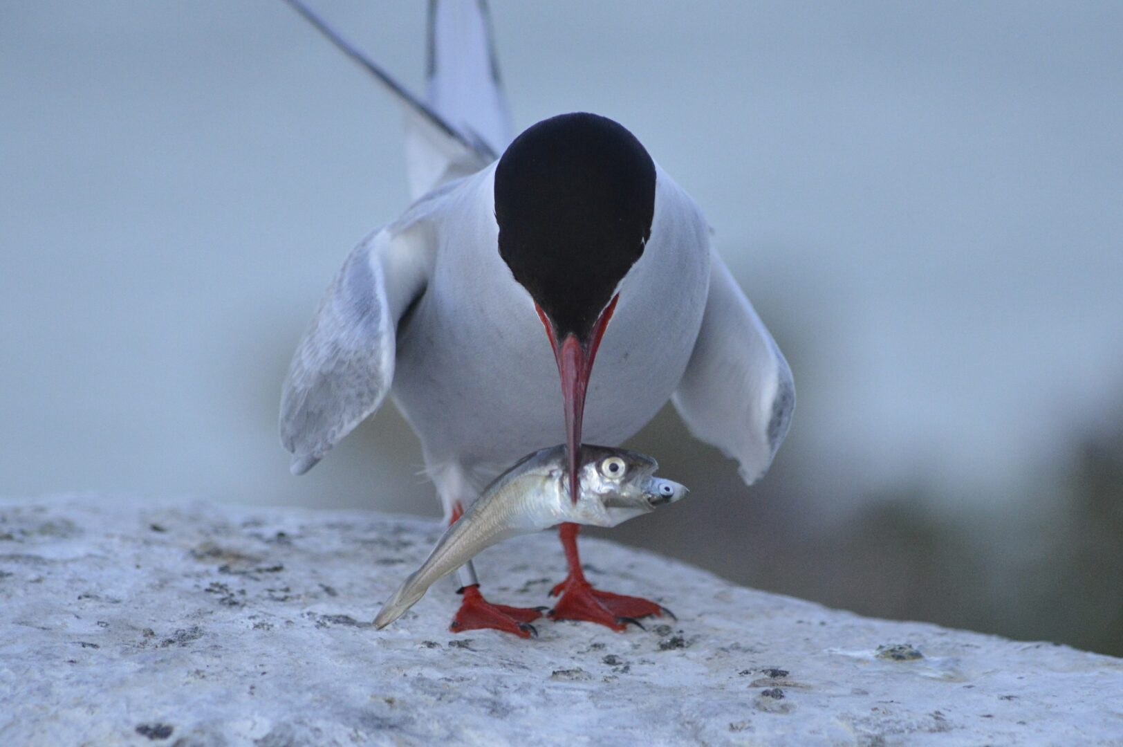 Arctic tern | Species On The Edge - Wildlife & Habitat Conservation