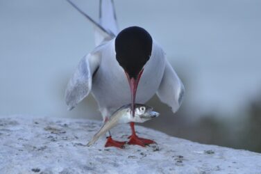 Arctic tern | Species On The Edge - Wildlife & Habitat Conservation