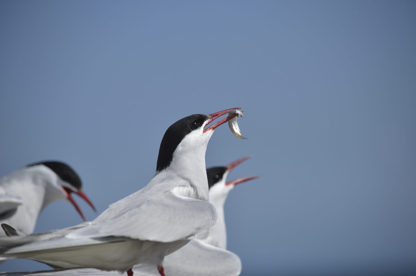 Arctic tern | Species On The Edge - Wildlife & Habitat Conservation