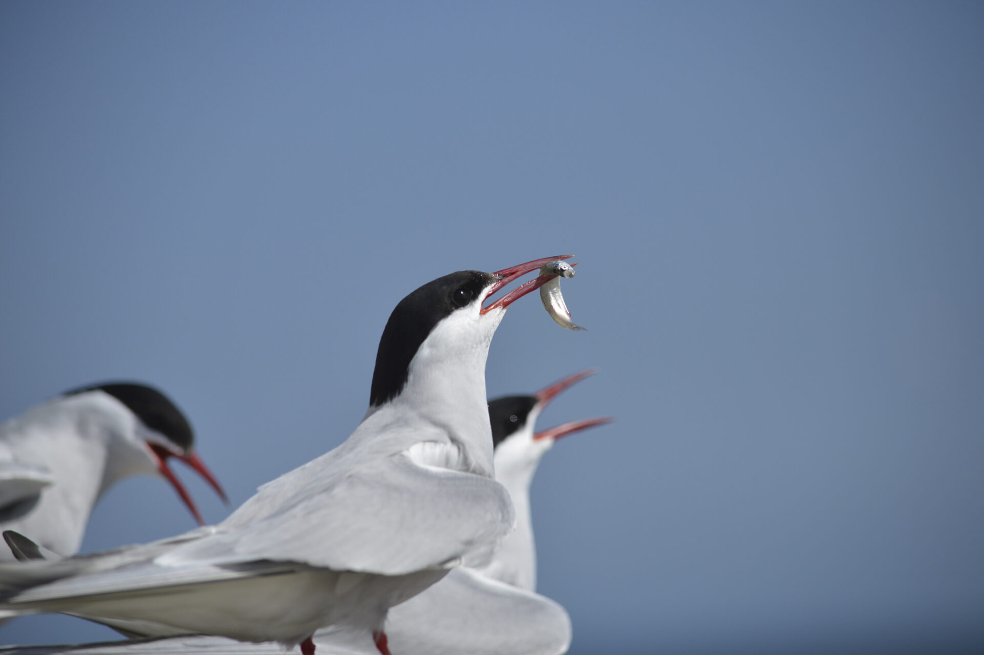 Arctic tern | Species On The Edge - Wildlife & Habitat Conservation