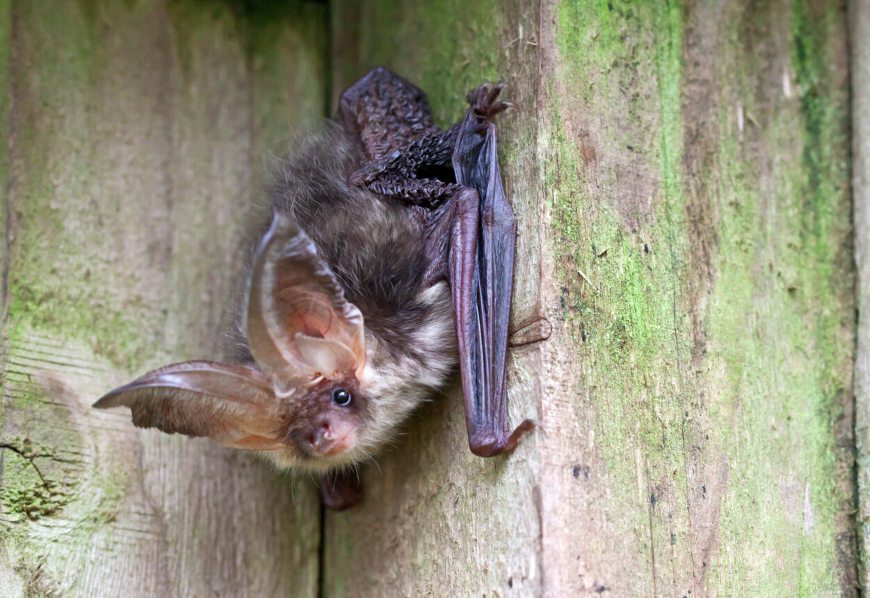 Brown long-eared bat | Species On The Edge - Wildlife & Habitat ...