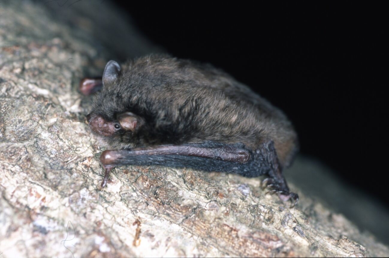 Daubenton's bat | Species On The Edge - Wildlife & Habitat Conservation