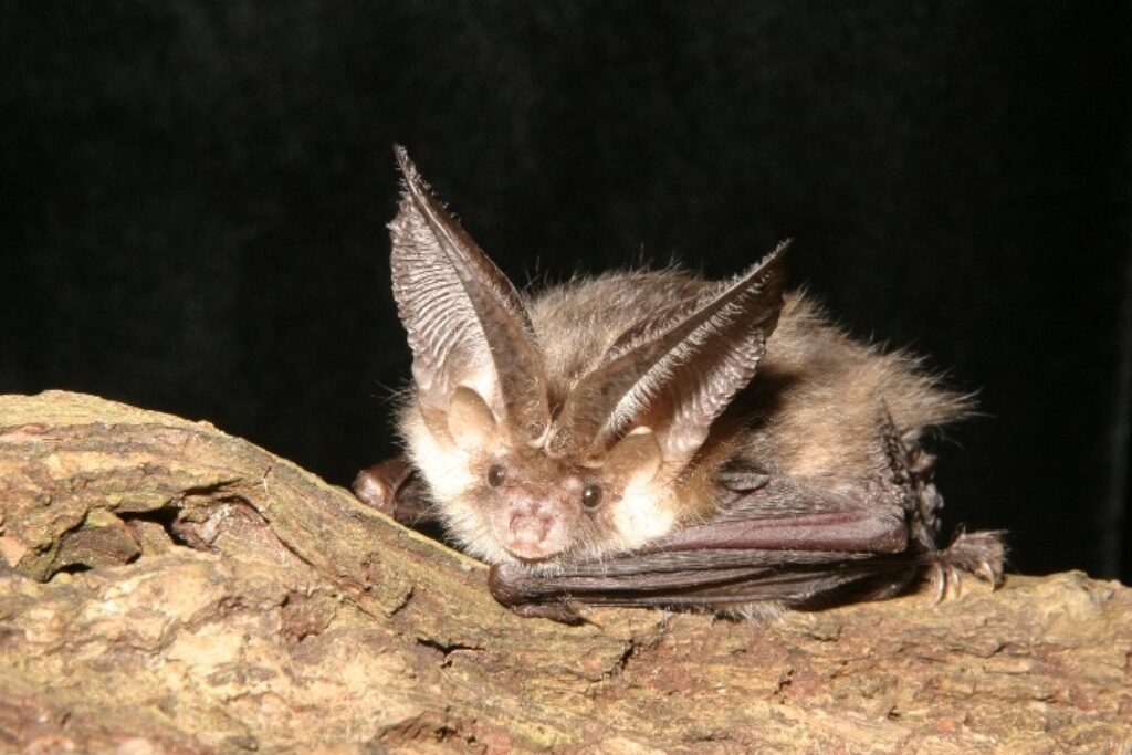 Brown long-eared bat | Species On The Edge - Wildlife & Habitat ...