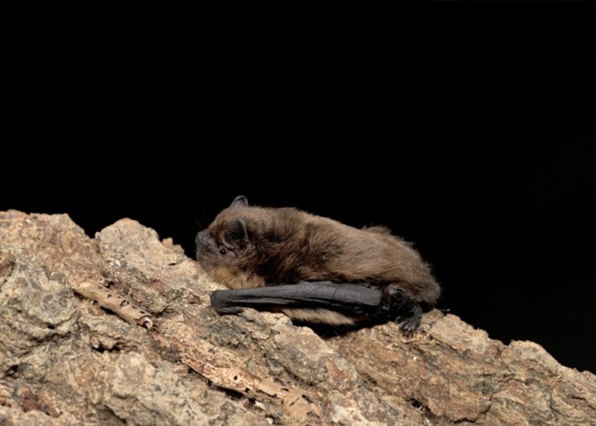 Common pipistrelle bat | Species On The Edge - Wildlife & Habitat ...
