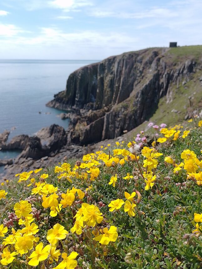 Northern brown argus | Species On The Edge - Wildlife & Habitat ...