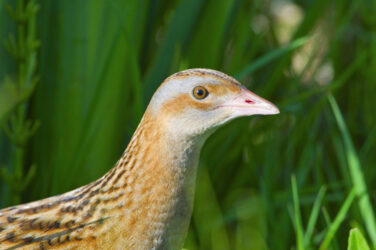 Corncrake | Species On The Edge - Wildlife & Habitat Conservation
