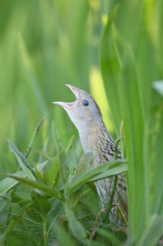 Corncrake | Species On The Edge - Wildlife & Habitat Conservation