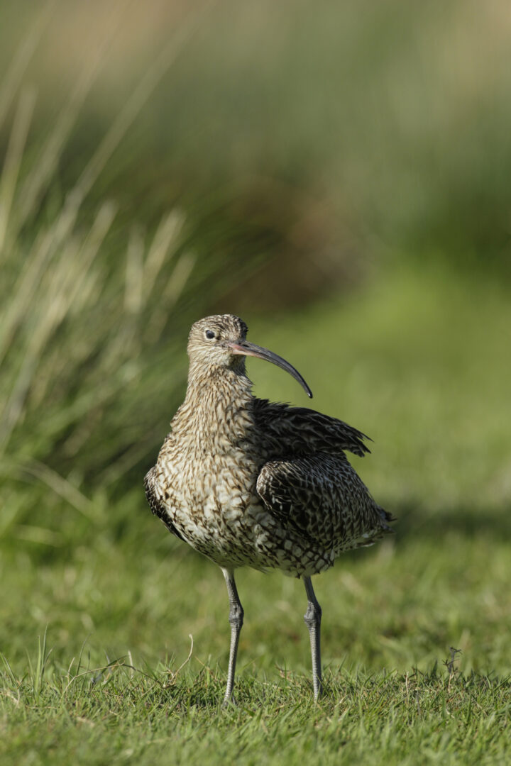Curlew | Species On The Edge - Wildlife & Habitat Conservation