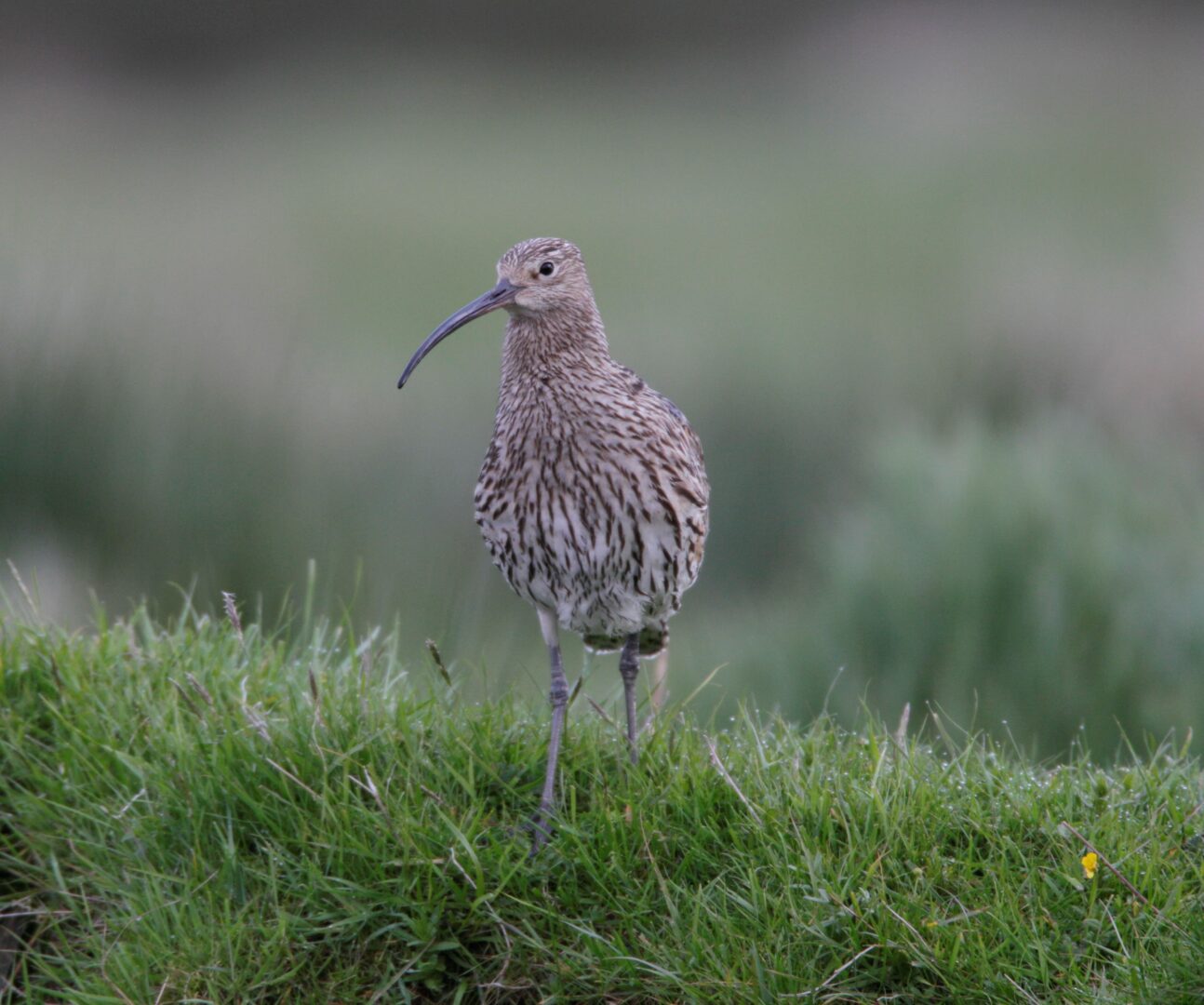 Curlew | Species On The Edge - Wildlife & Habitat Conservation