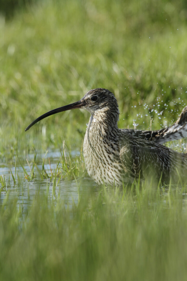 Curlew | Species On The Edge - Wildlife & Habitat Conservation