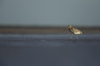 Curlew | Species On The Edge - Wildlife & Habitat Conservation