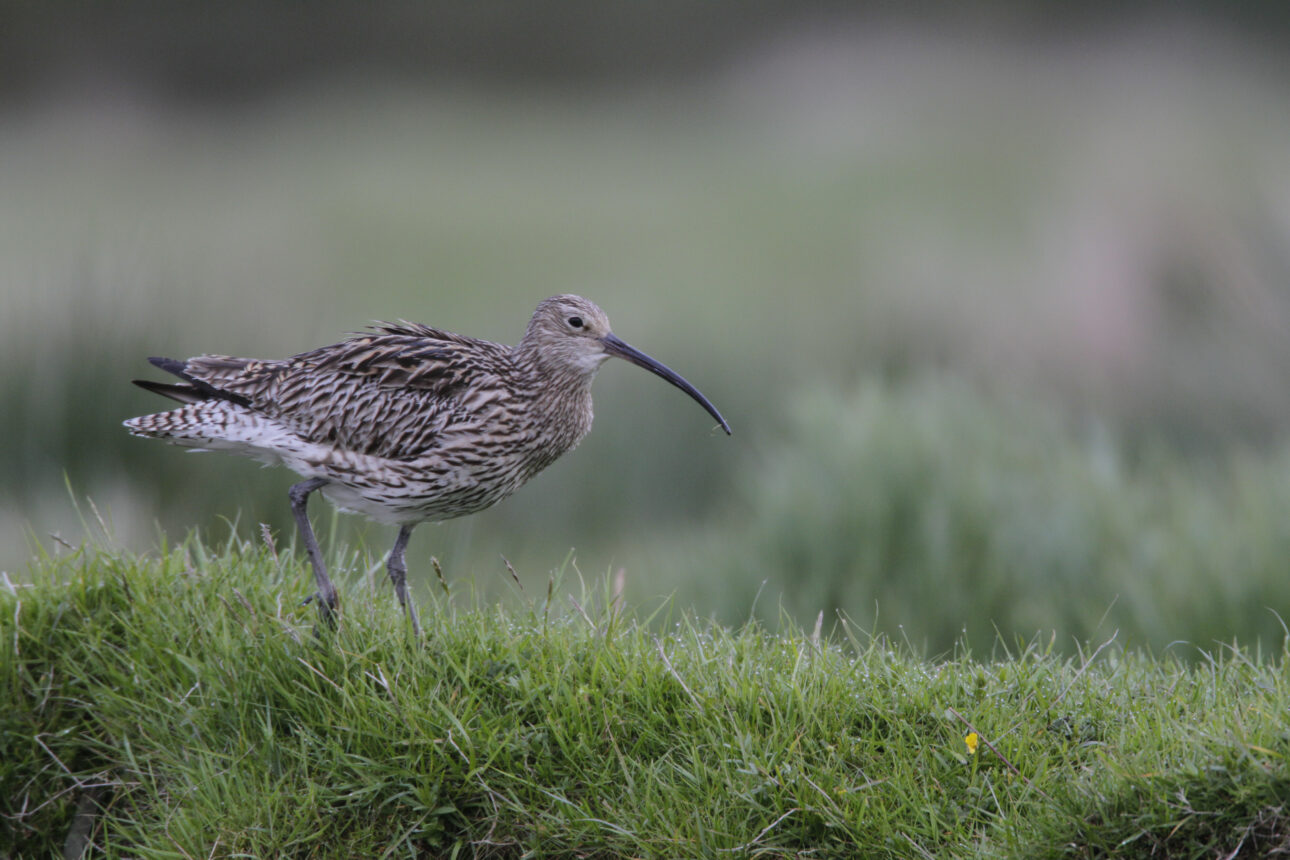 Curlew | Species On The Edge - Wildlife & Habitat Conservation