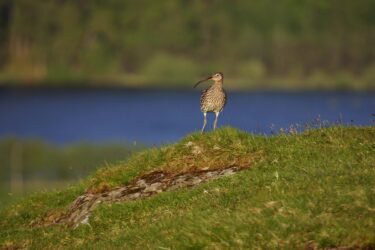Curlew | Species On The Edge - Wildlife & Habitat Conservation