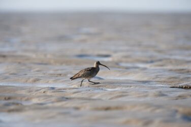 Curlew | Species On The Edge - Wildlife & Habitat Conservation