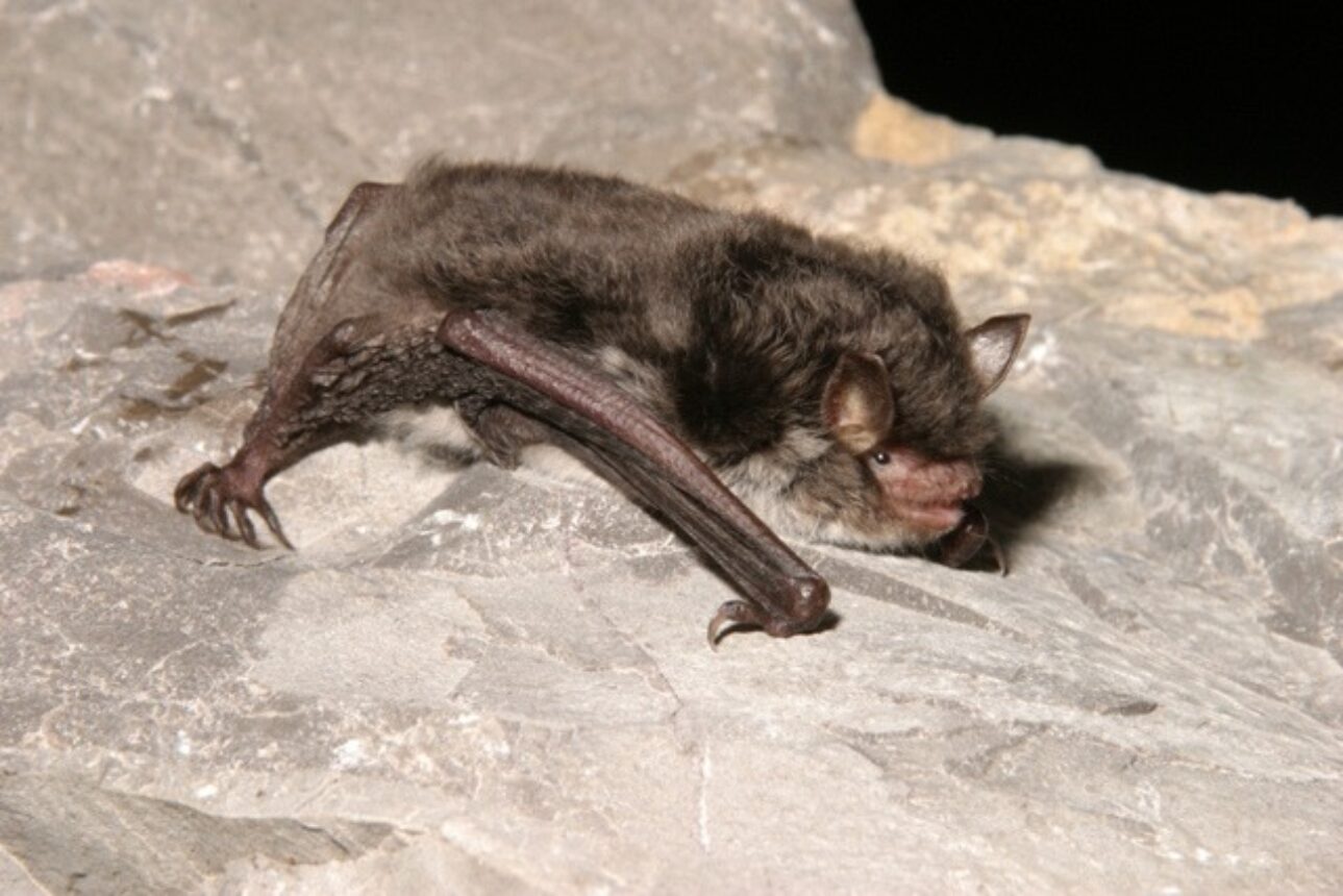 Daubenton's bat | Species On The Edge - Wildlife & Habitat Conservation