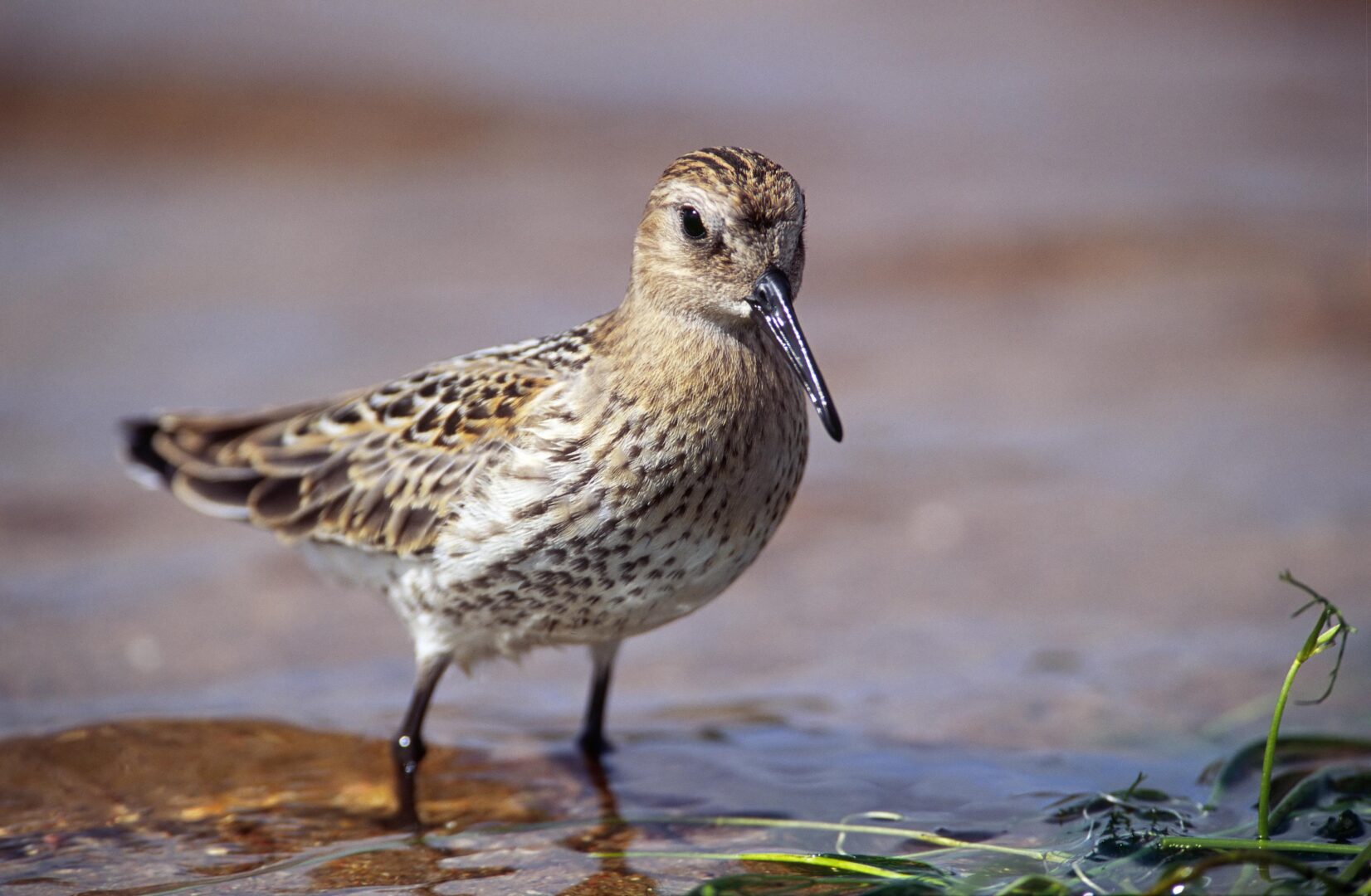 Dunlin | Species On The Edge - Wildlife & Habitat Conservation