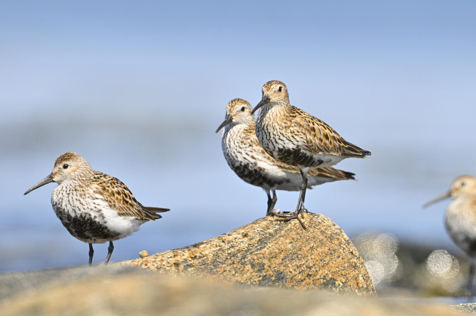 Dunlin | Species On The Edge - Wildlife & Habitat Conservation
