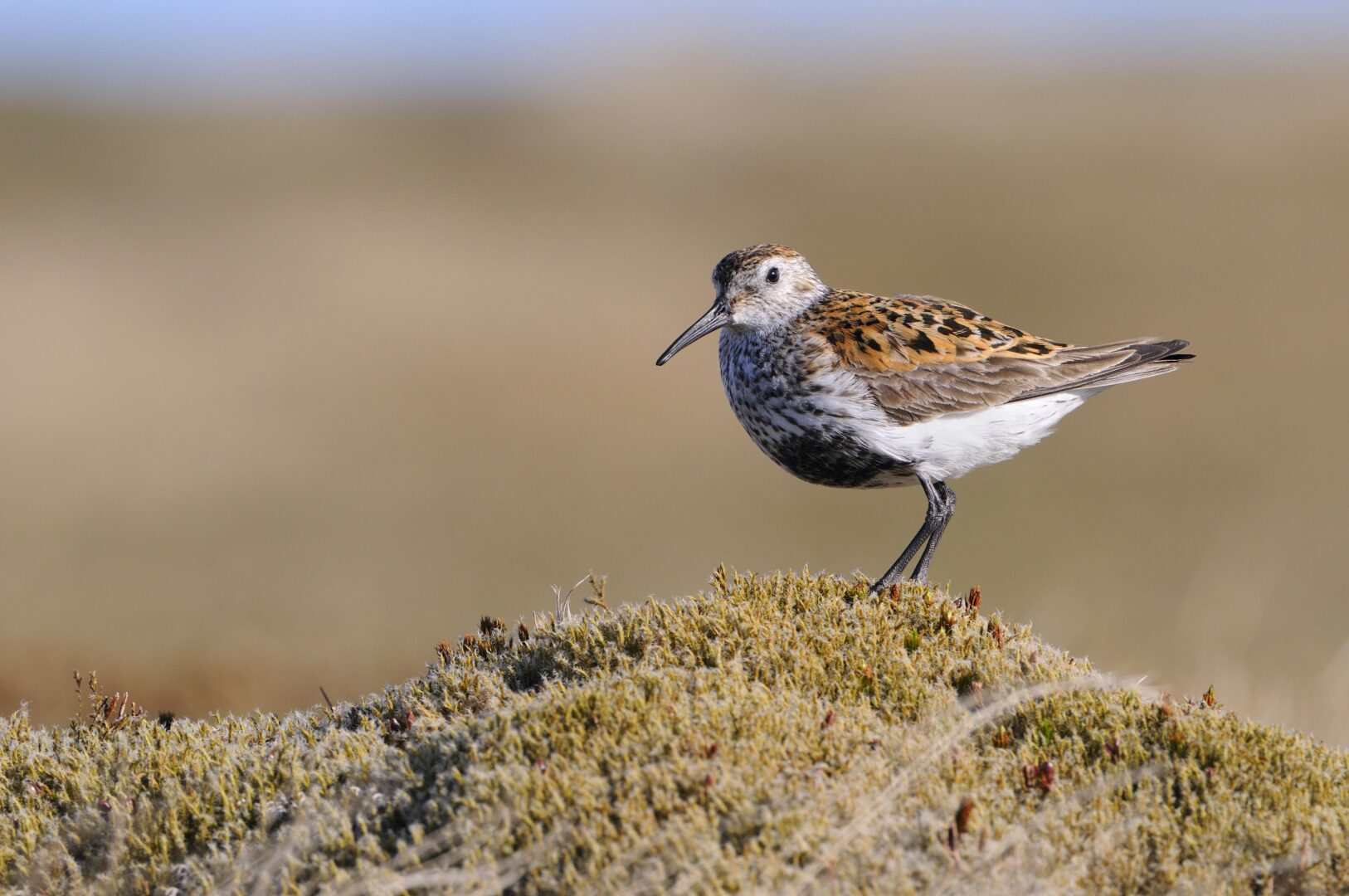 Dunlin | Species On The Edge - Wildlife & Habitat Conservation