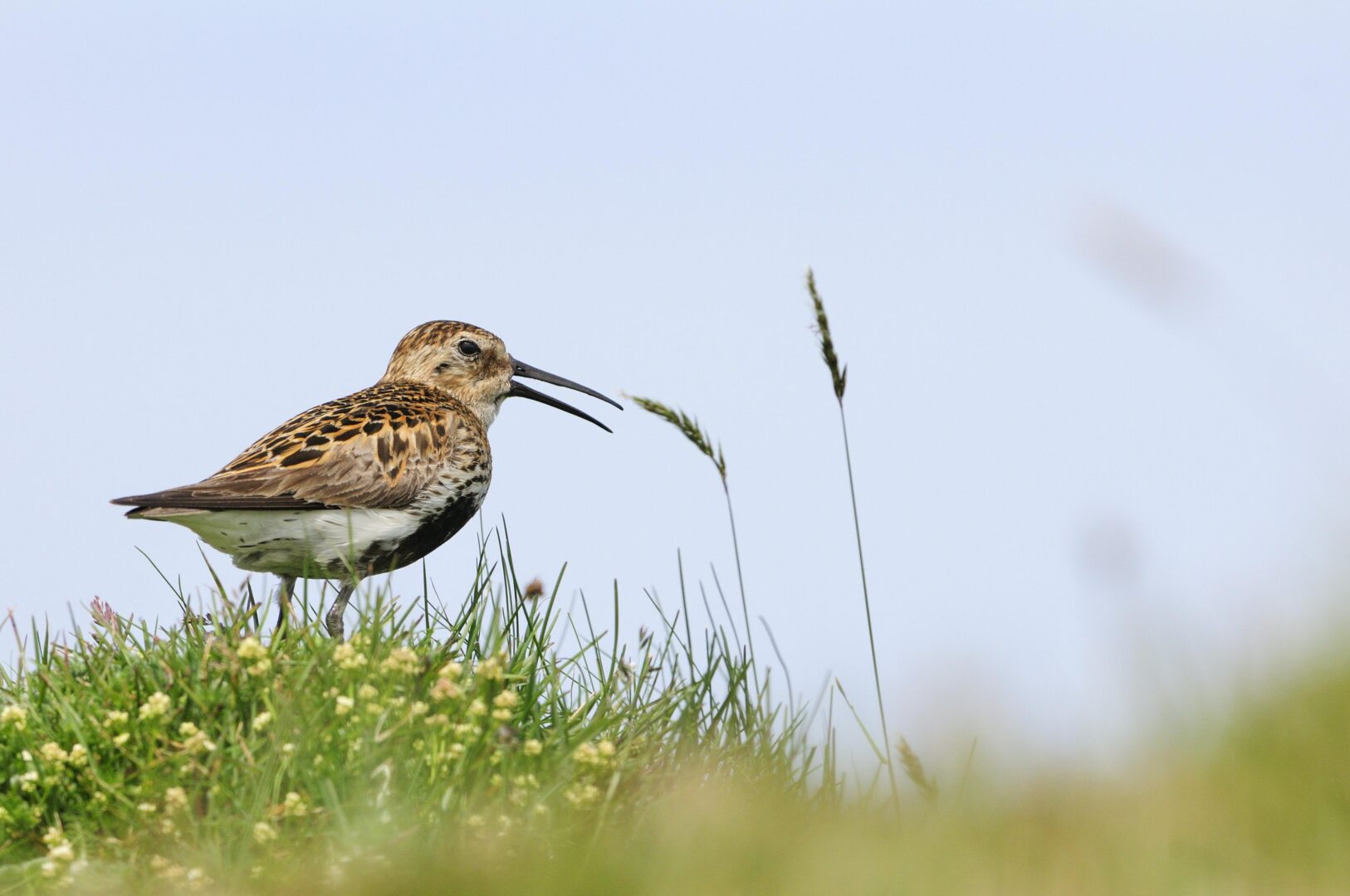 Dunlin | Species On The Edge - Wildlife & Habitat Conservation