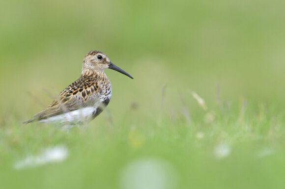 Dunlin | Species On The Edge - Wildlife & Habitat Conservation