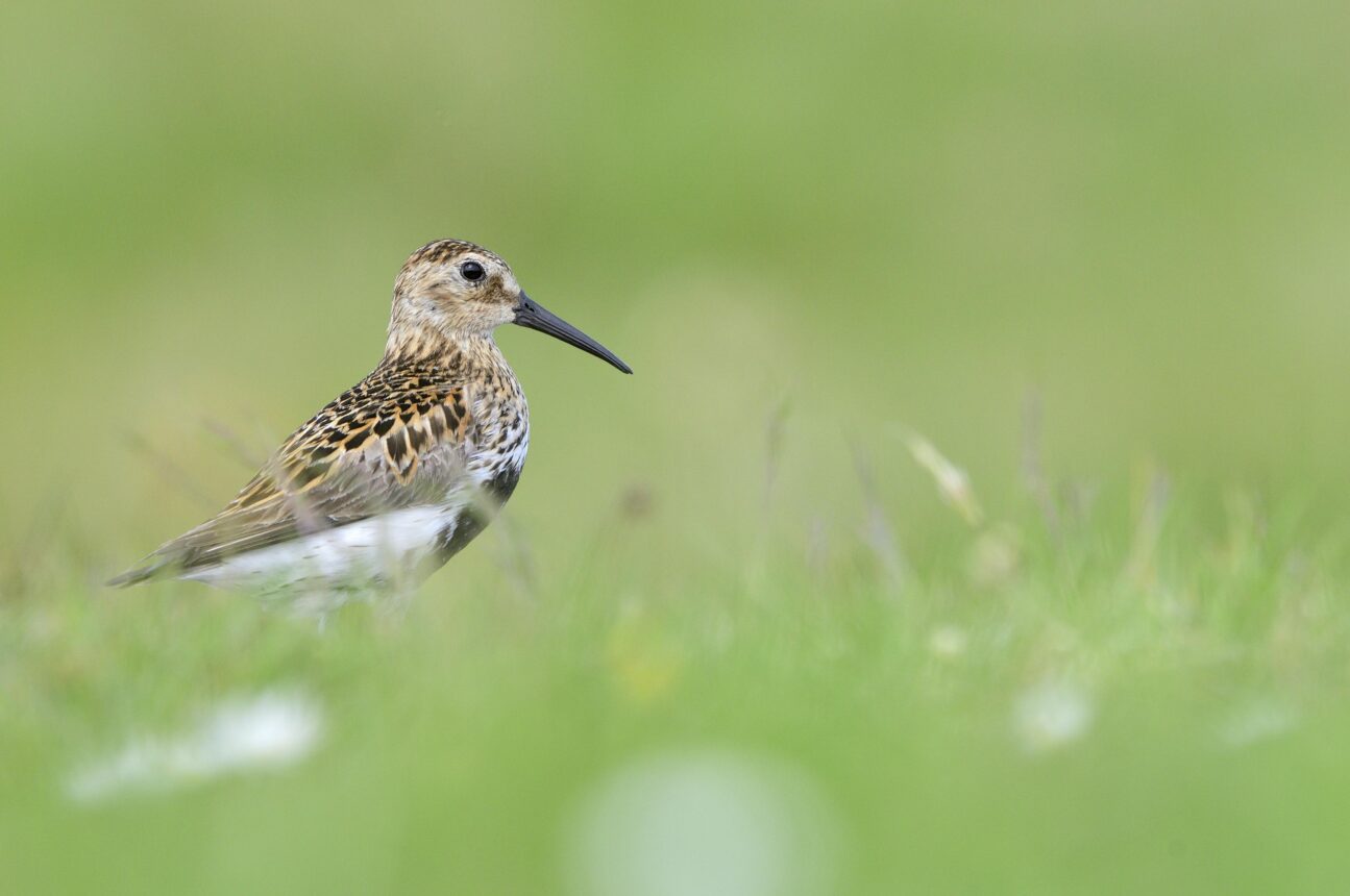 Dunlin | Species On The Edge - Wildlife & Habitat Conservation