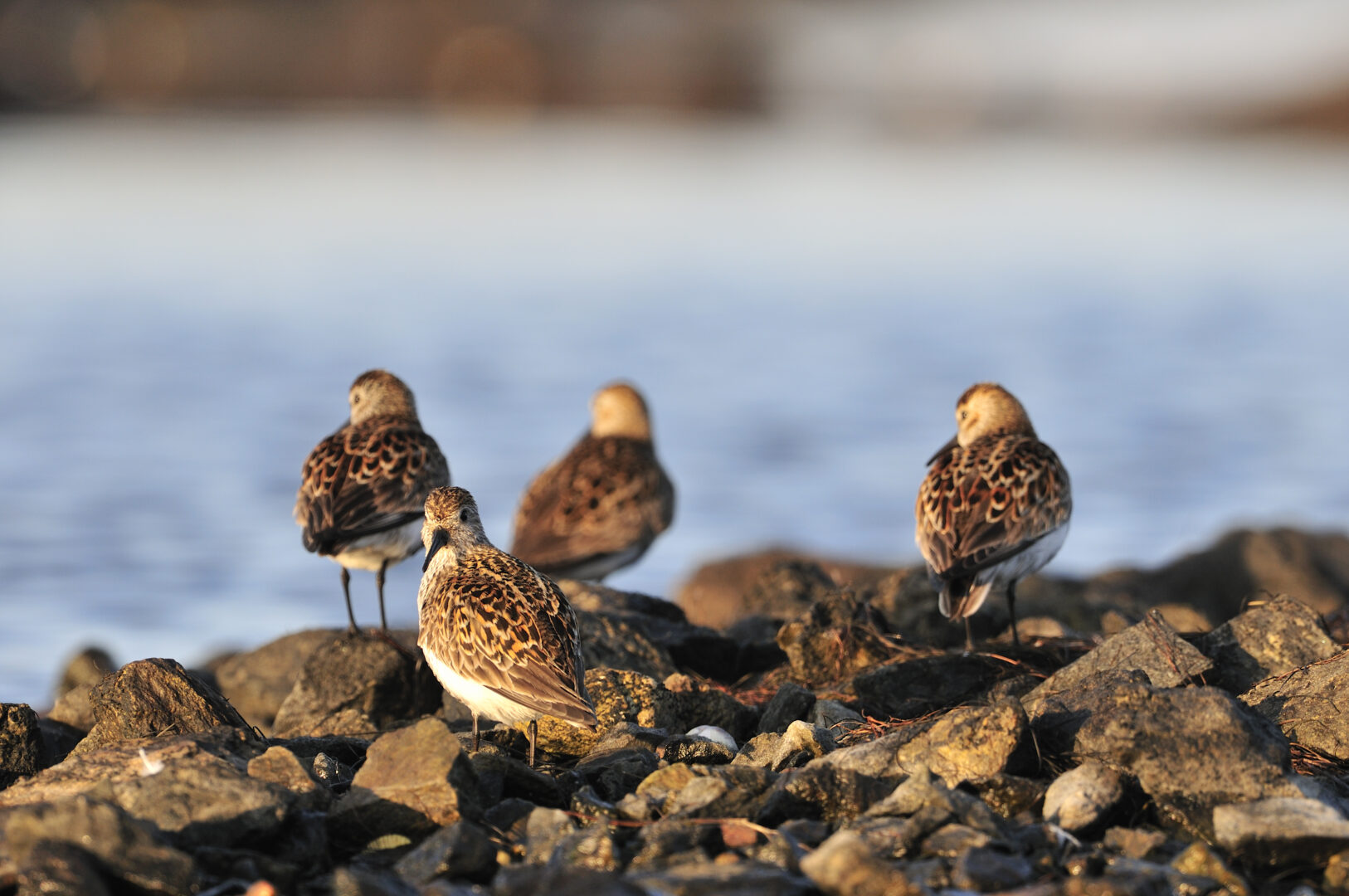 Dunlin | Species On The Edge - Wildlife & Habitat Conservation