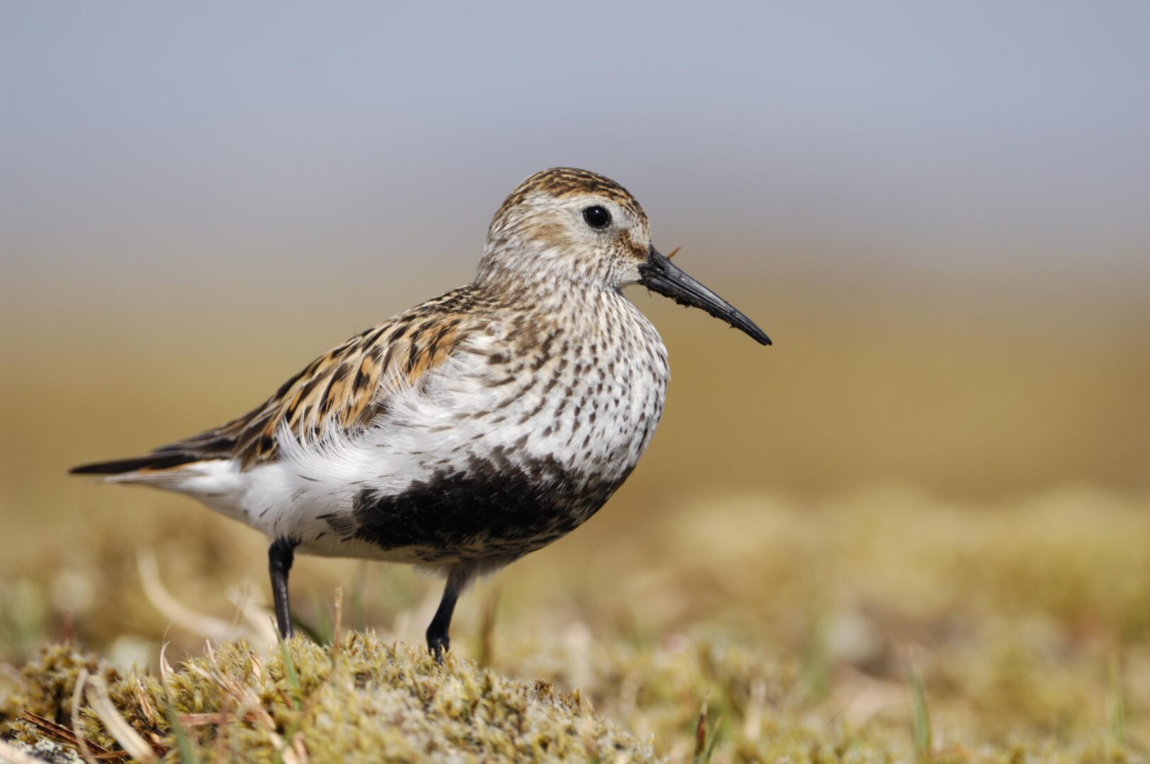 Dunlin | Species On The Edge - Wildlife & Habitat Conservation