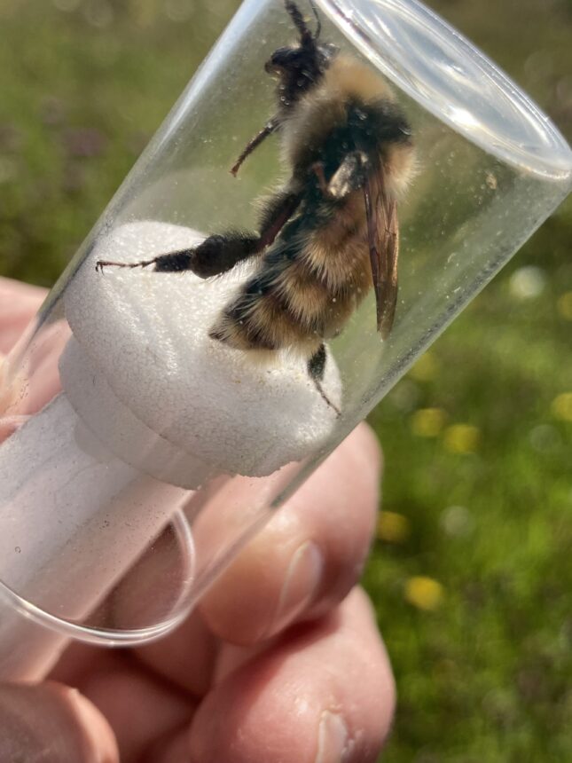 Great yellow bumblebee | Species On The Edge - Wildlife & Habitat ...