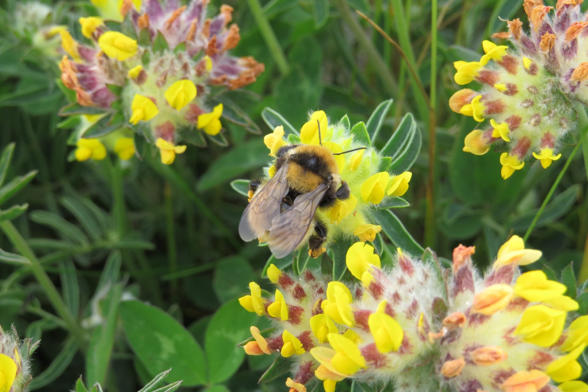 Great yellow bumblebee | Species On The Edge - Wildlife & Habitat ...