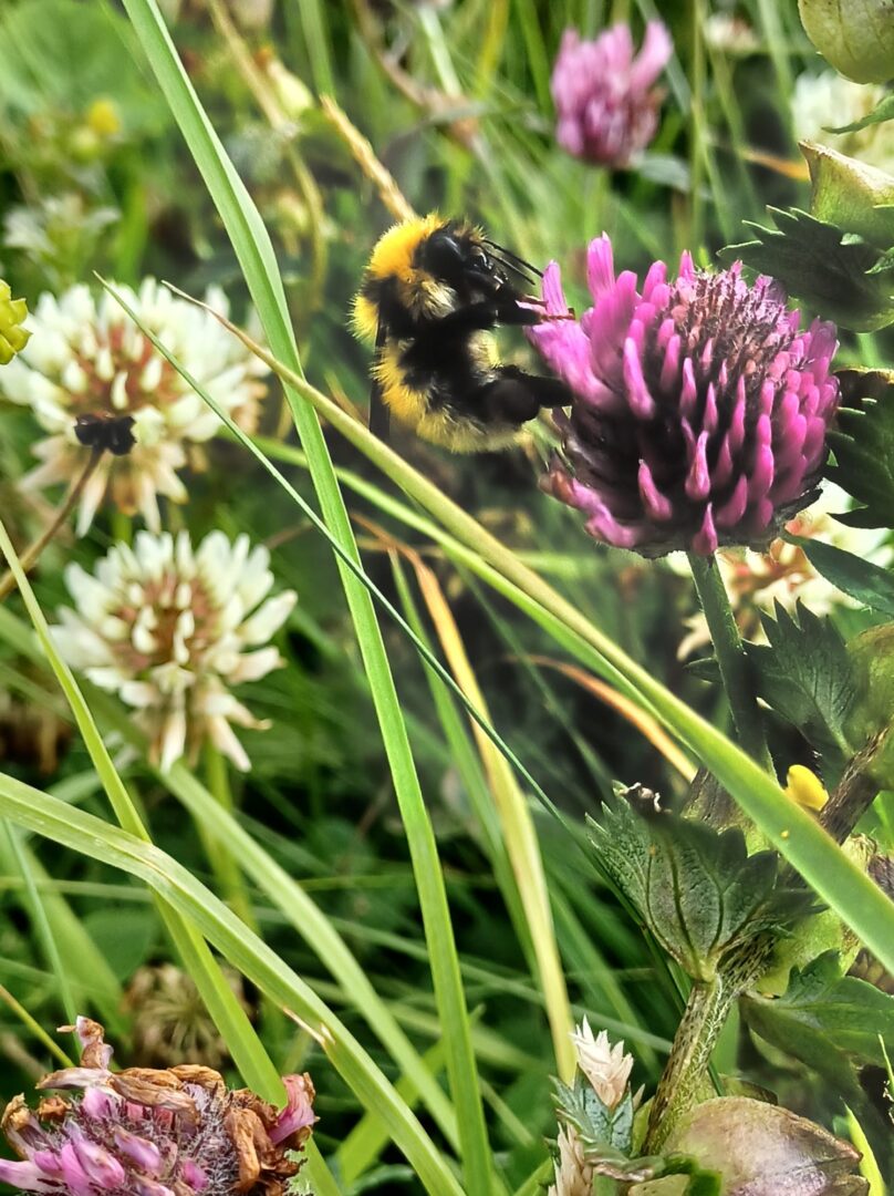 Great yellow bumblebee | Species On The Edge - Wildlife & Habitat ...
