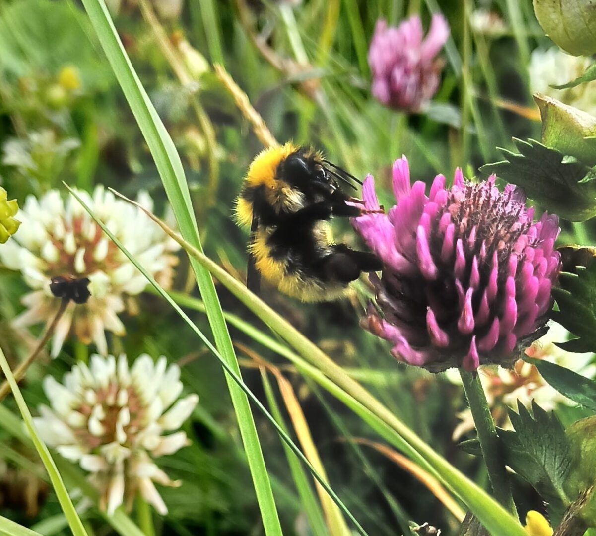 Great yellow bumblebee | Species On The Edge - Wildlife & Habitat ...