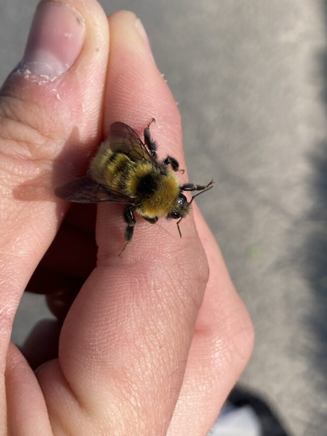 Great yellow bumblebee | Species On The Edge - Wildlife & Habitat ...