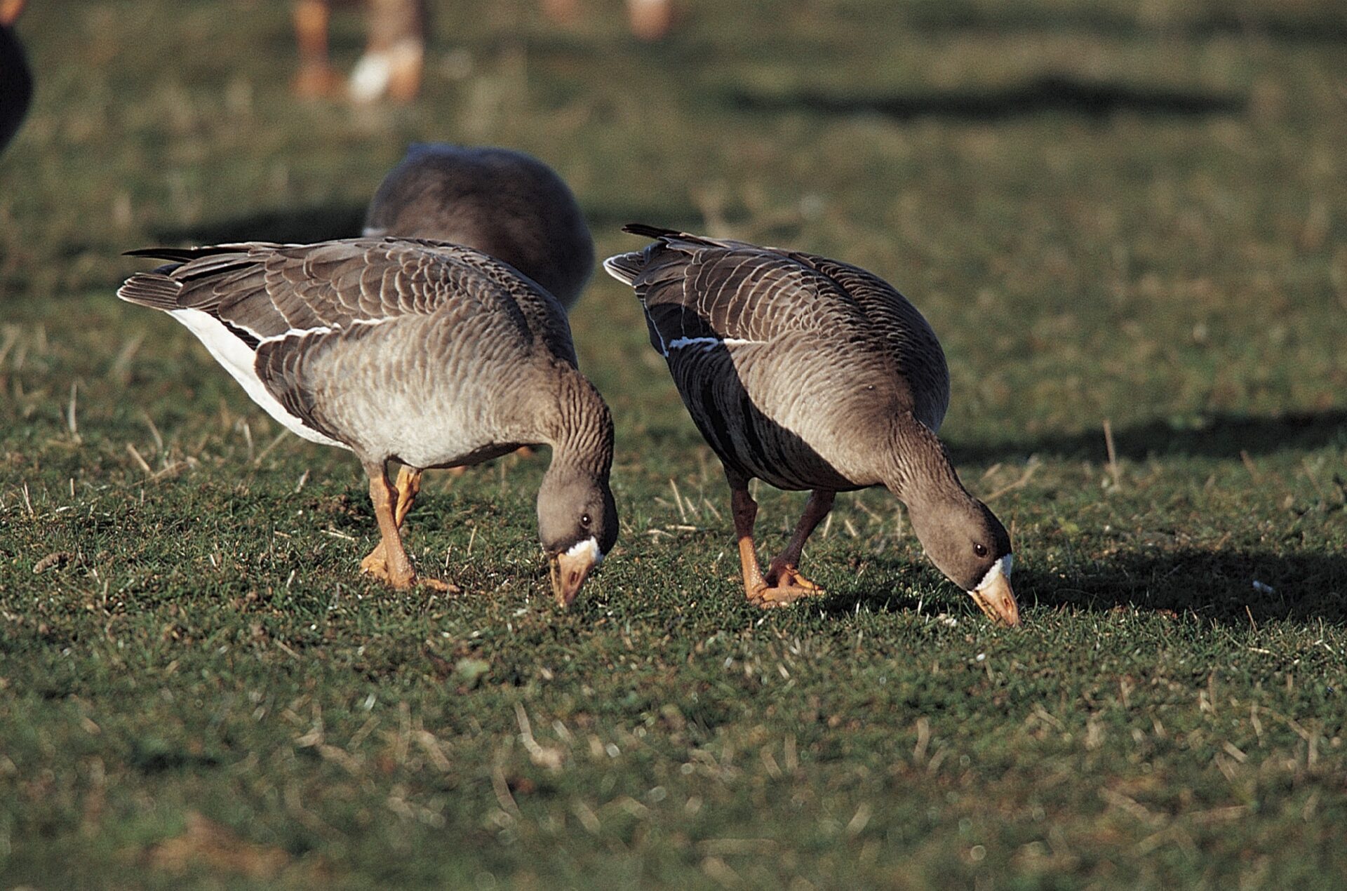 Greenland white-fronted goose | Species On The Edge - Wildlife ...