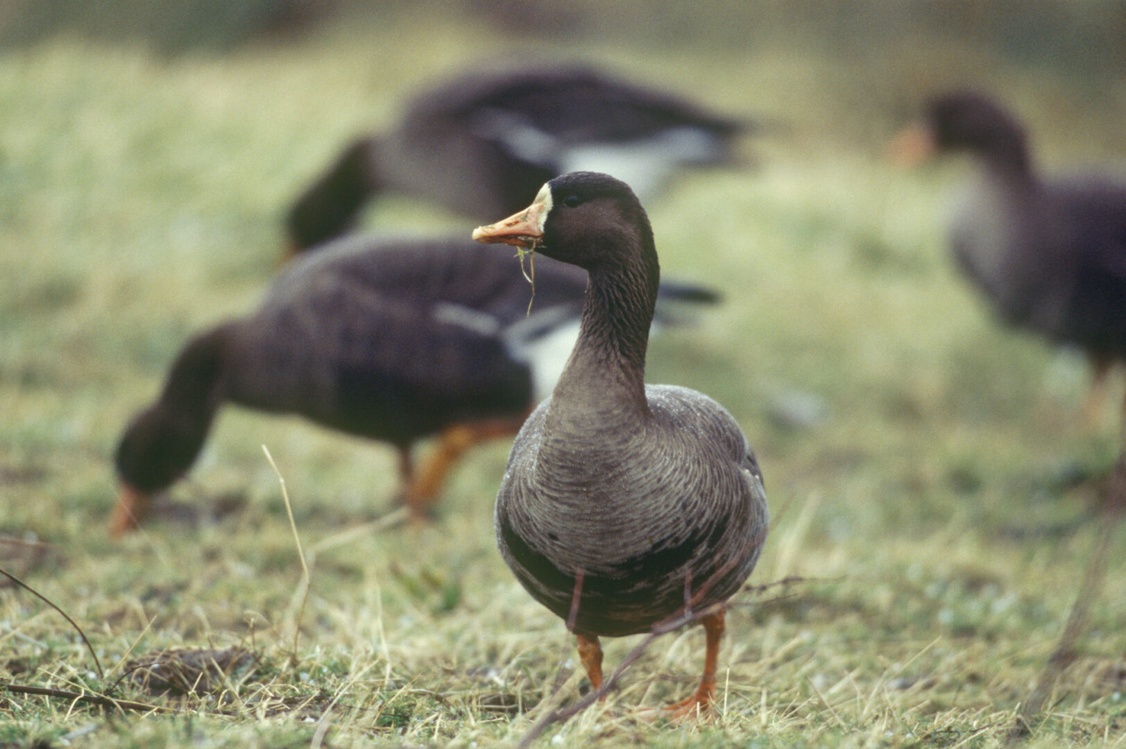 Greenland white-fronted goose | Species On The Edge - Wildlife ...