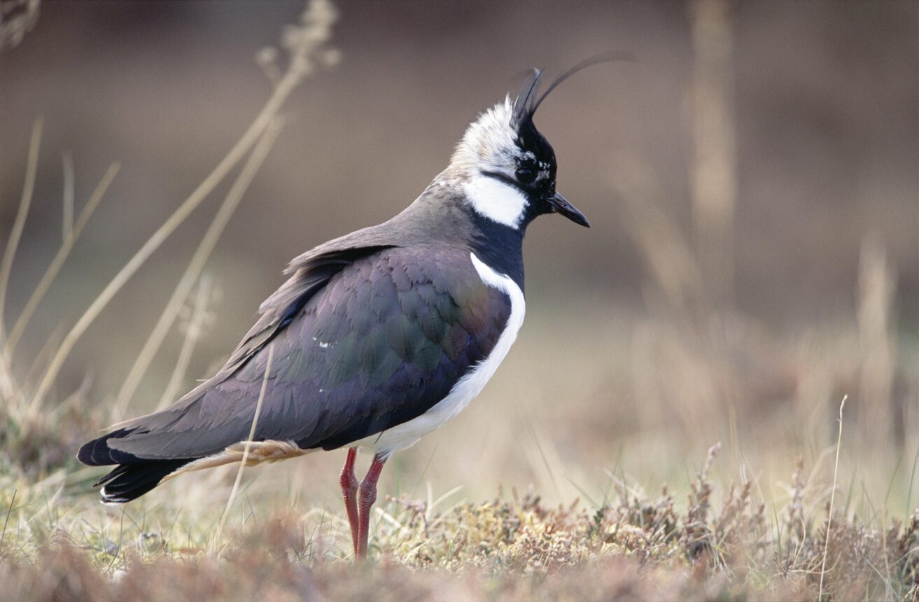 Lapwing | Species On The Edge - Wildlife & Habitat Conservation
