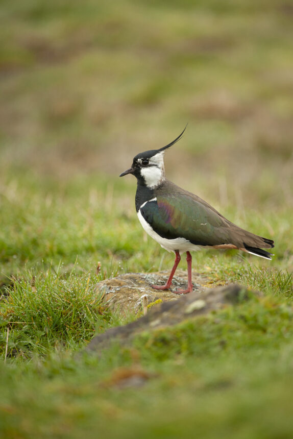 Lapwing | Species On The Edge - Wildlife & Habitat Conservation