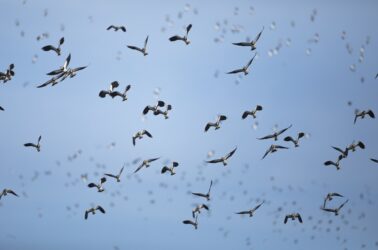Lapwing | Species On The Edge - Wildlife & Habitat Conservation