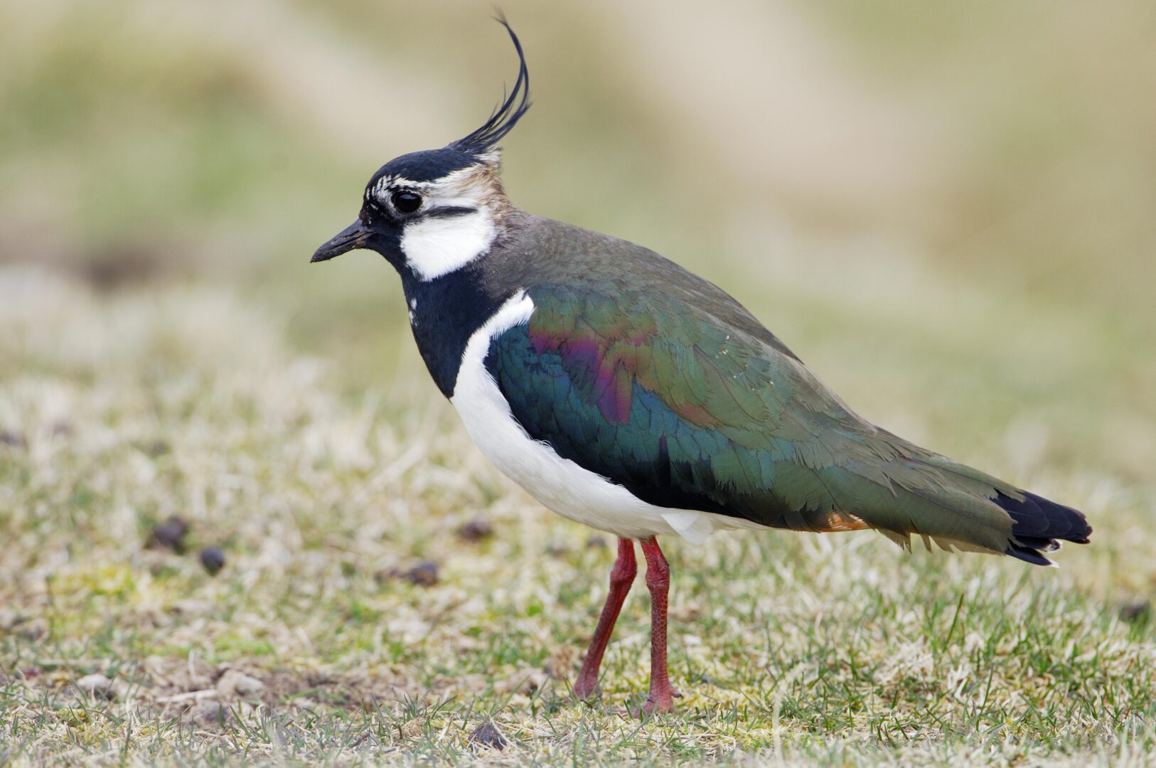Lapwing | Species On The Edge - Wildlife & Habitat Conservation