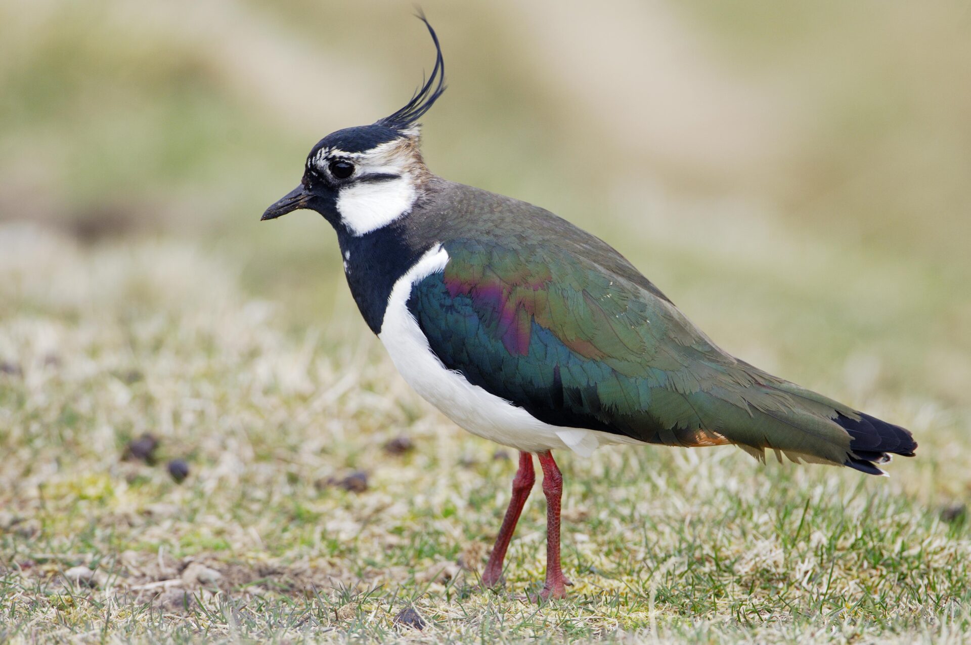Lapwing | Species On The Edge - Wildlife & Habitat Conservation