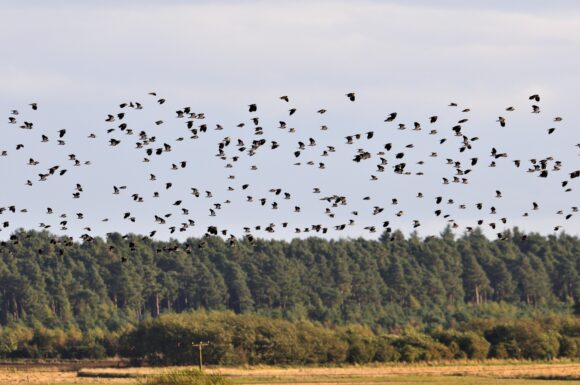 Lapwing | Species On The Edge - Wildlife & Habitat Conservation