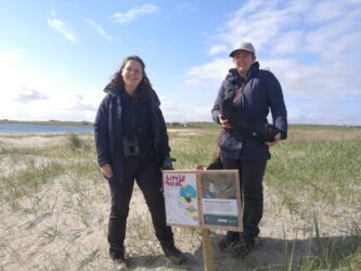 Little tern | Species On The Edge - Wildlife & Habitat Conservation