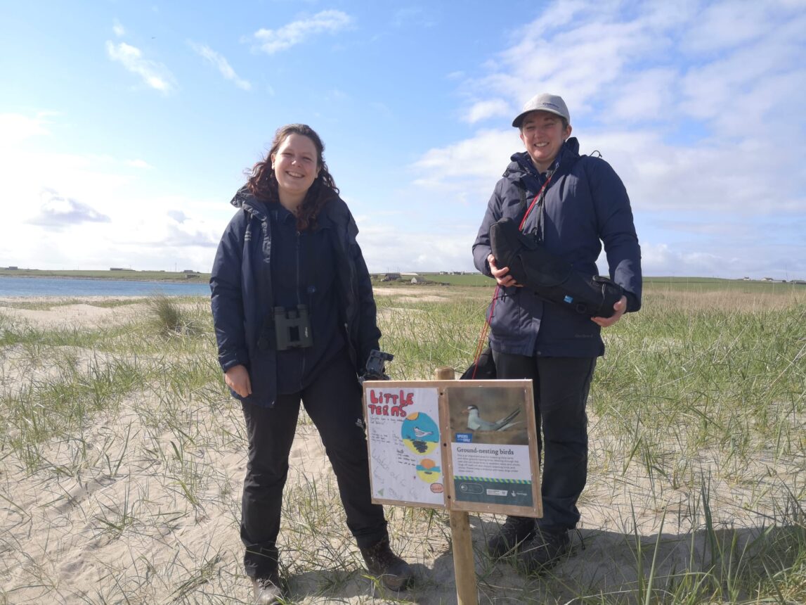 Little tern | Species On The Edge - Wildlife & Habitat Conservation