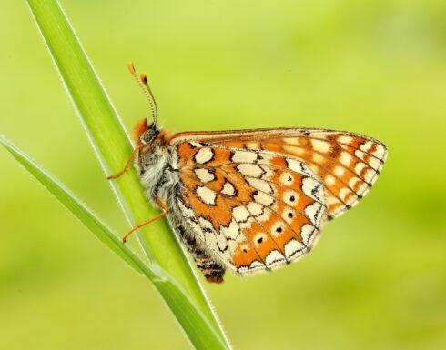 Marsh fritillary | Species On The Edge - Wildlife & Habitat Conservation